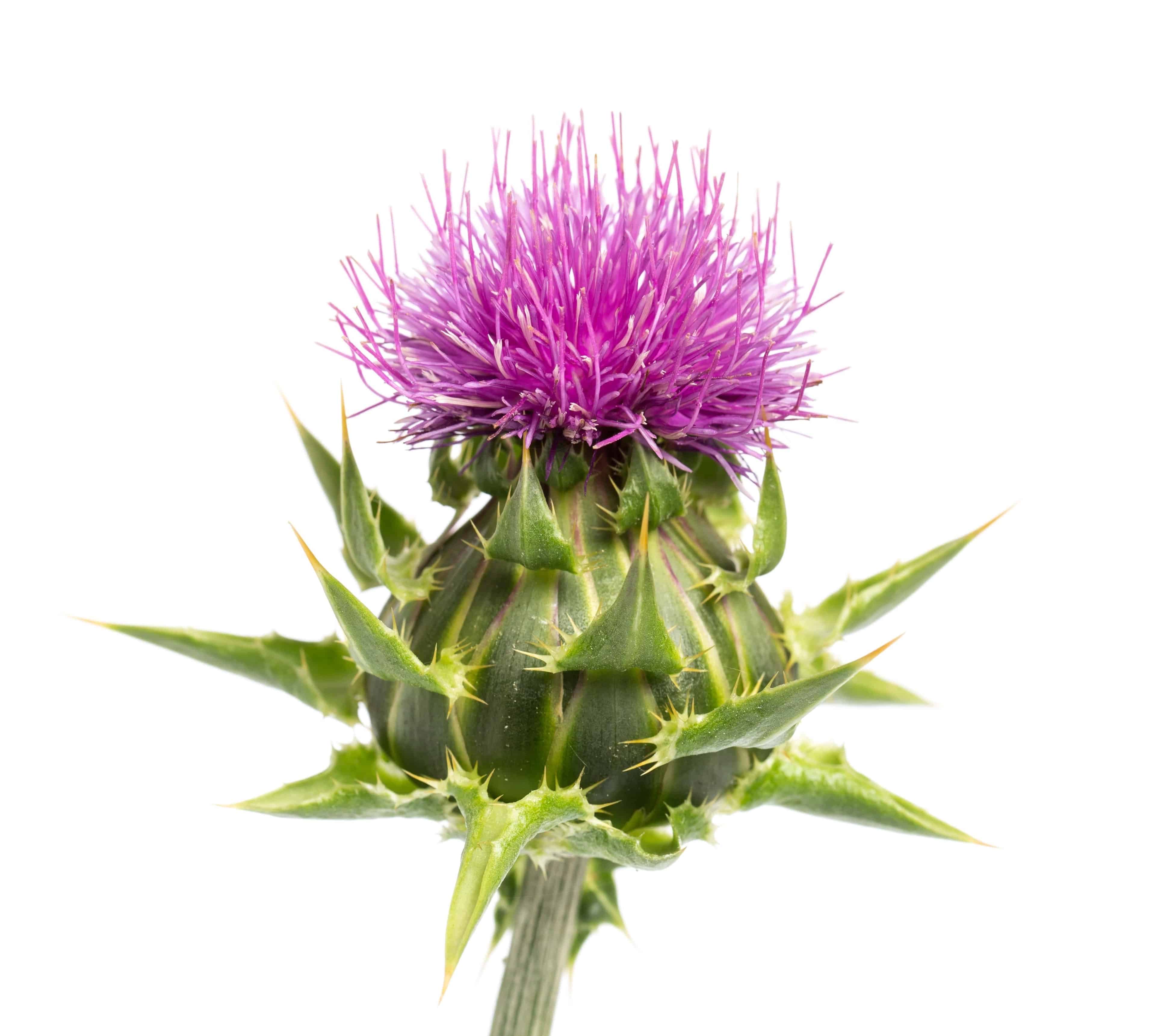 Chardon-Marie - Wamine