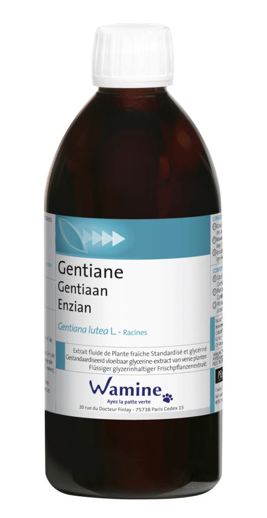 Gentiane - Wamine