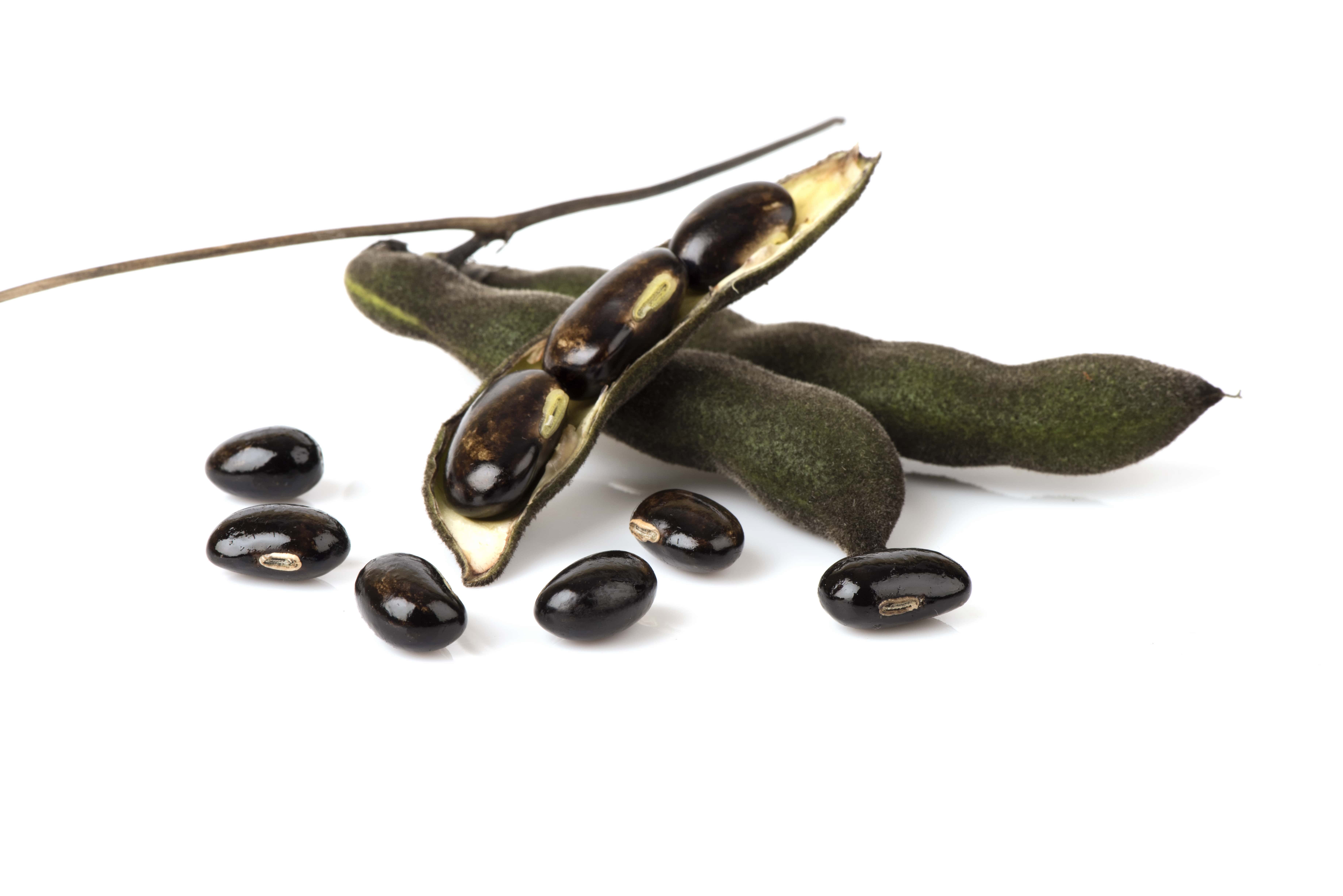 Mucuna Wamine mucuna-wamine