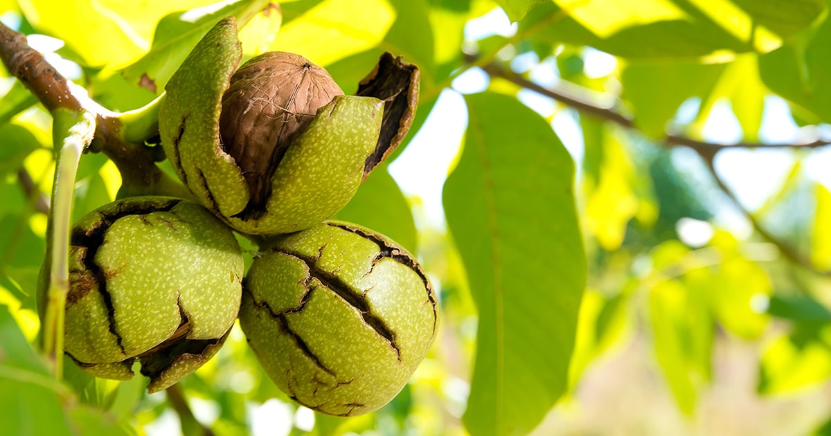Le noyer améliore le confort digestif des animaux - Wamine