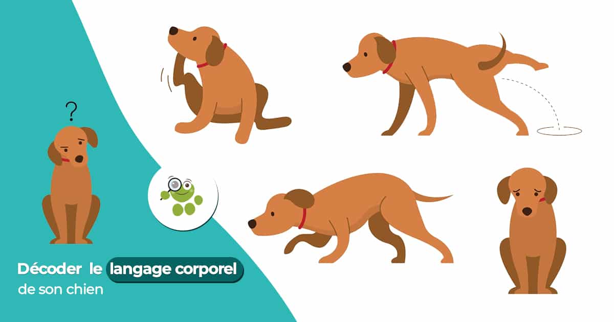 Décoder le langage corporel de son chien - Wamine