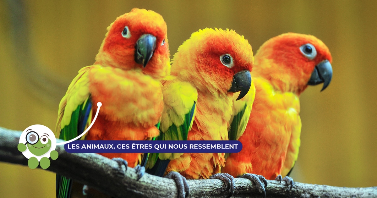 5/ Les animaux, ces êtres qui nous ressemblent : les perroquets - Wamine
