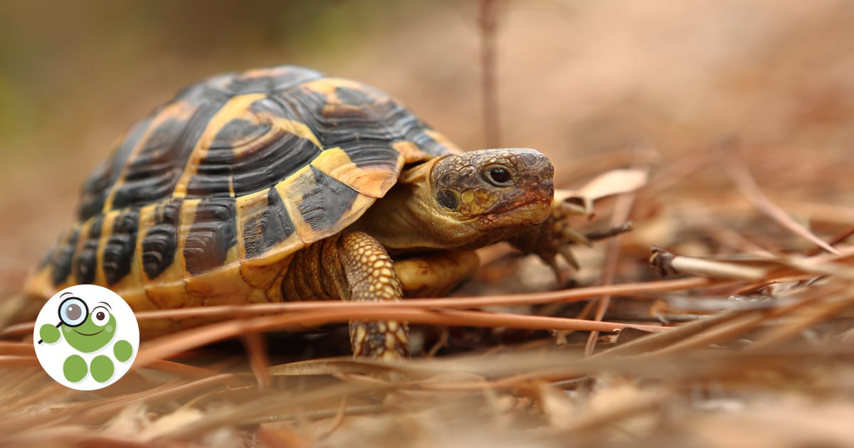 Tortue terrestre : tout savoir sur son hibernation - Wamine
