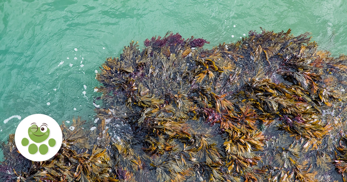 L’algue Porphyra umbilicalis, encore mieux que l’Arnica ! - Wamine