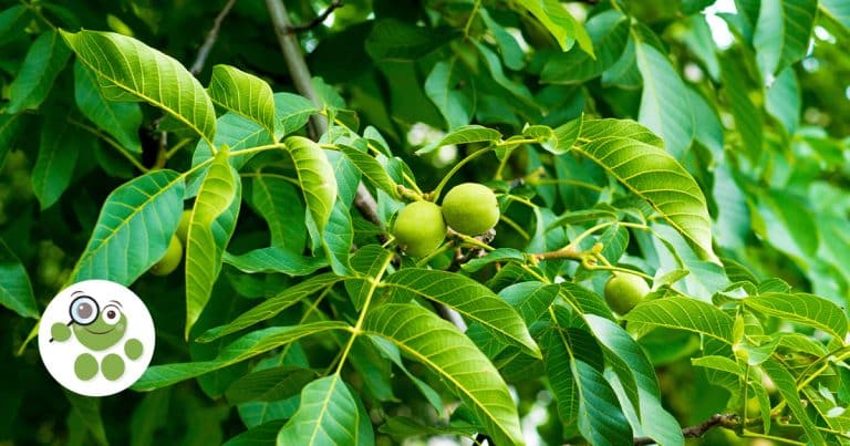 Le noyer, plante de la digestion animale - Wamine