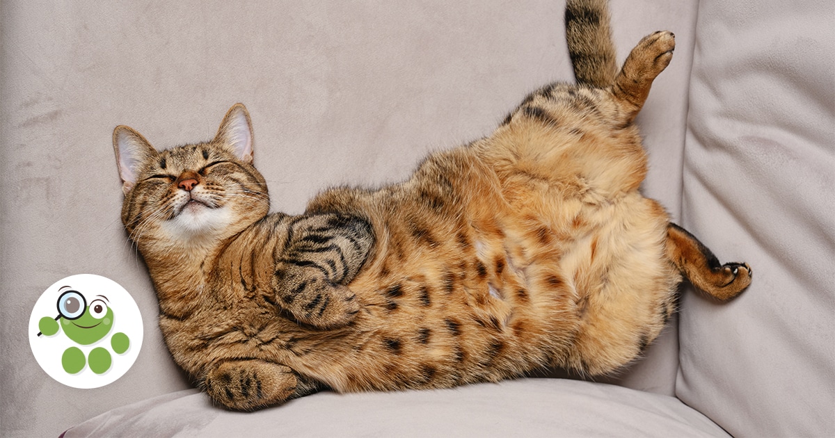 Sommeil du chat : décryptage de 3 positions fréquentes chez nos félins ...