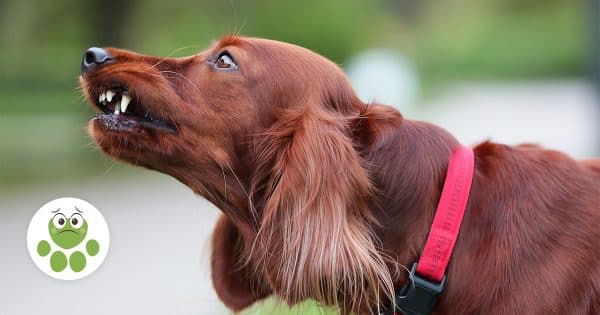 Chien qui grogne, chien méchant ? - Wamine