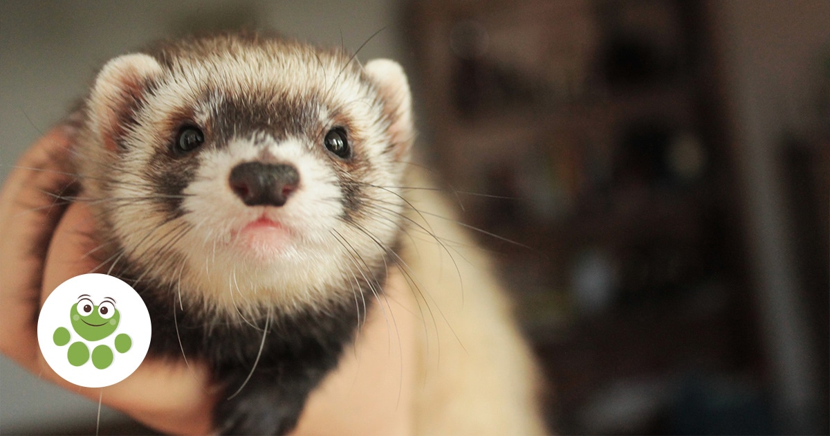Furet domestique : comment en prendre soin ? - Wamine
